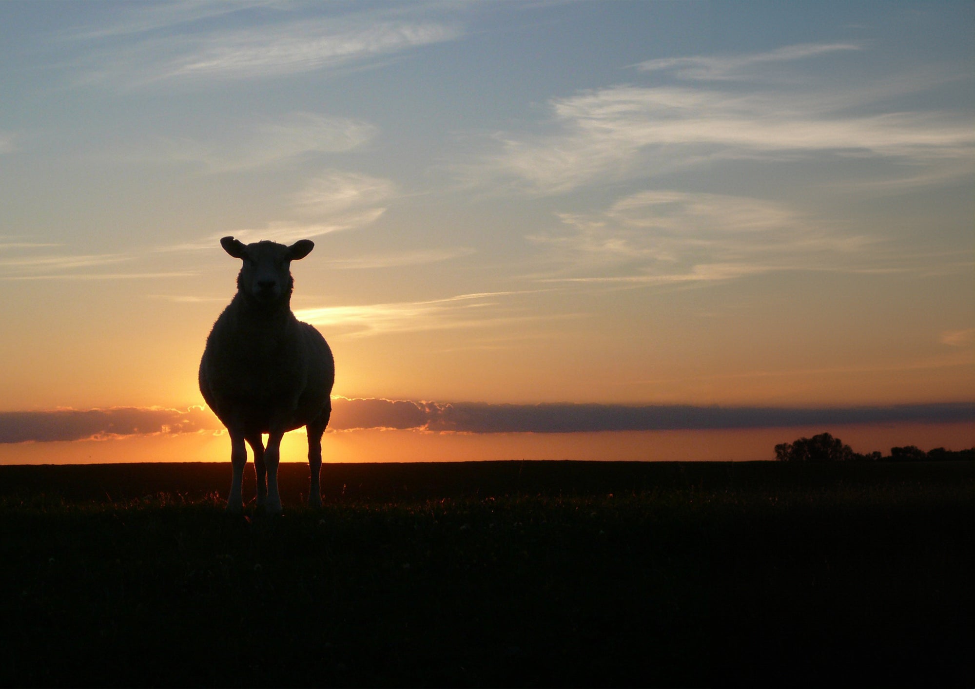 Chestnut Brown Cowhide Slippers with Sheepskin | Furmoo NZ – FURMOO